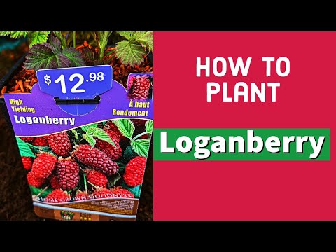 How to Plant Loganberries #howto #howtoplant