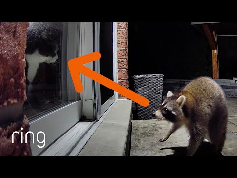 Ring Doorbell Videos: Watch the Wildest Viral Moments Here