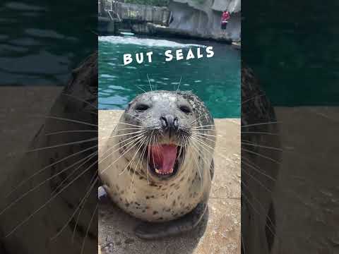 Neil the Seal: What is a Catastrophic Molt in Seals? #shorts