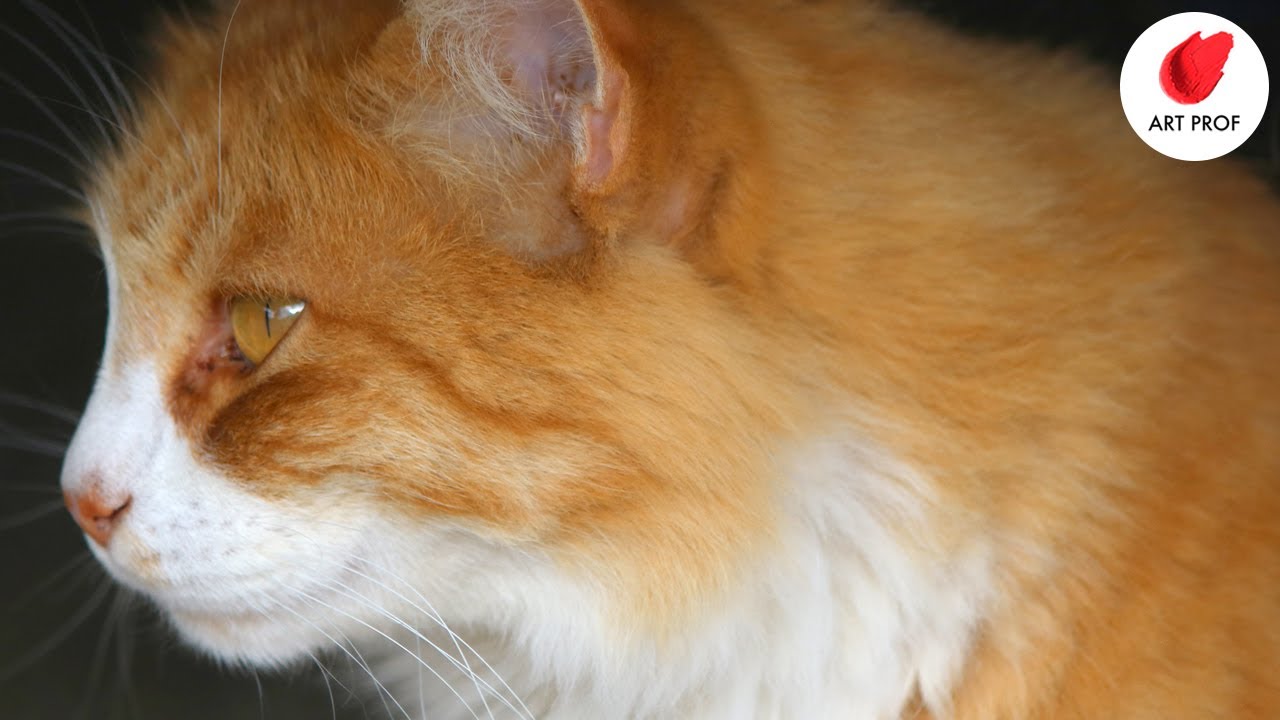 Timed Daily Drawing Practice: Photo References of Cats, 5 min. Poses