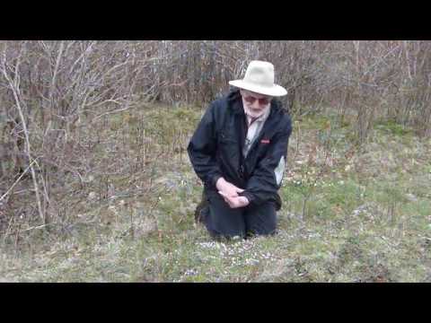 Rocky Woods & Seepy Meadows: Mountain Bluet