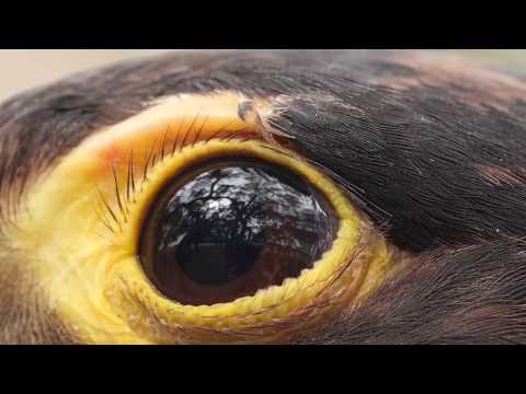 Who is the Fastest Animal in the World? (Land – Water – Sky)