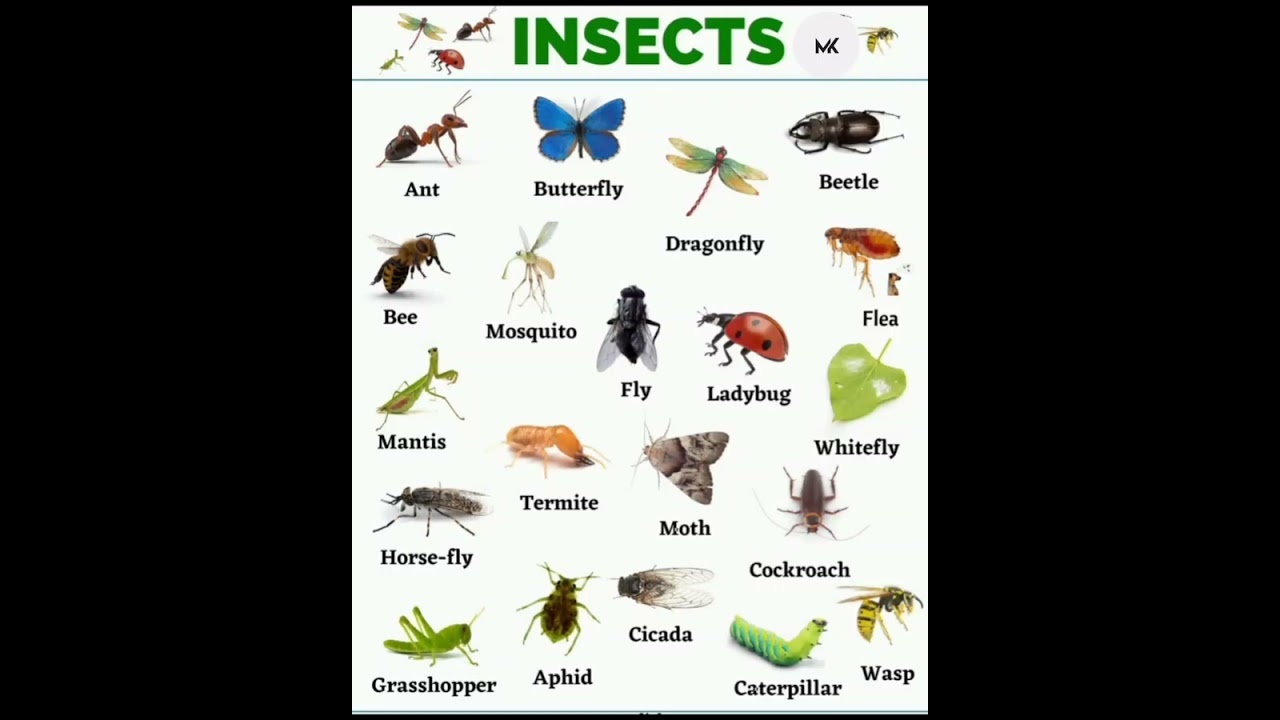 Insects Name In English #mk #shorts #education @learnwithmk5825