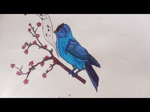 How To Draw A Songbird Step by Step – I'm Youtuber – Follow my videos ...