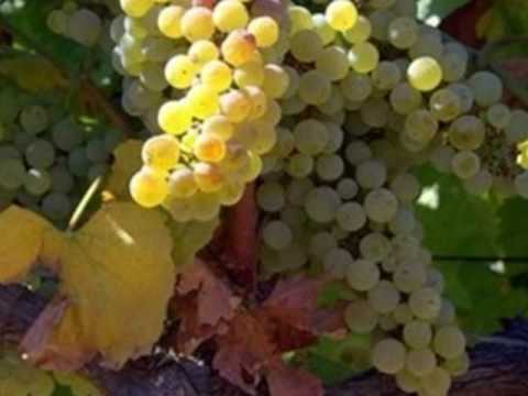 Southern Californa Vineyard, Winery, and Land For Sale - San Diego Co., California - VineSmart