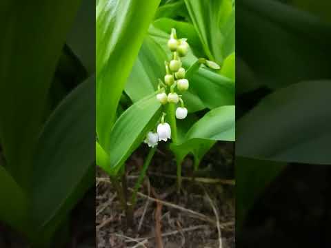 Lily of the Valley: delicate, fragrant shade loving flowers that grow profusely in the poorest soil.