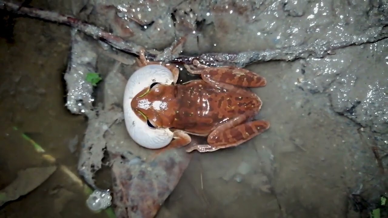 The Remarkable Journey of Spring Peeper Tadpoles