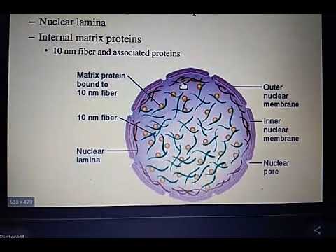 Nuclear Lamina And Nuclear Matrix