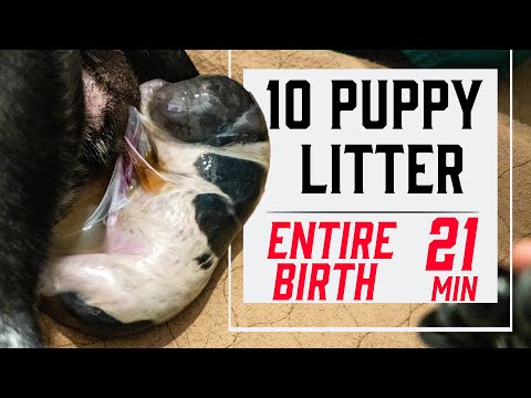 How To Whelp A Litter Of Puppies - Complete Guide
