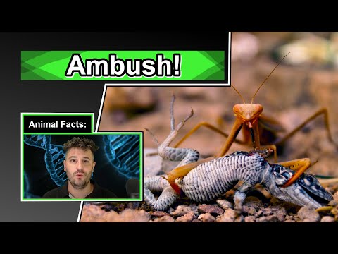 Can this monster hurt you? | 10 COOL PRAYING MANTIS FACTS