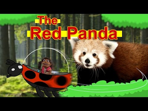 The Red Panda