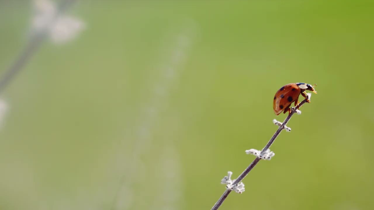 4K Wallpaper | 3 Ladybug Gallery | Silent Nature | Day Screen