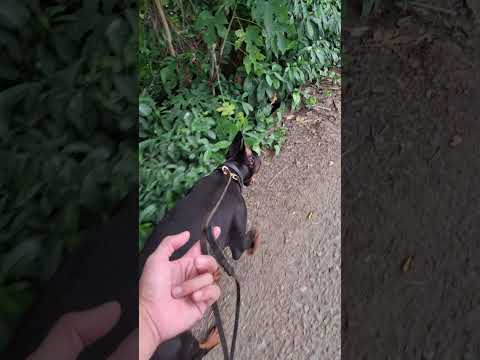 #doberman #dog training #loose leash walking