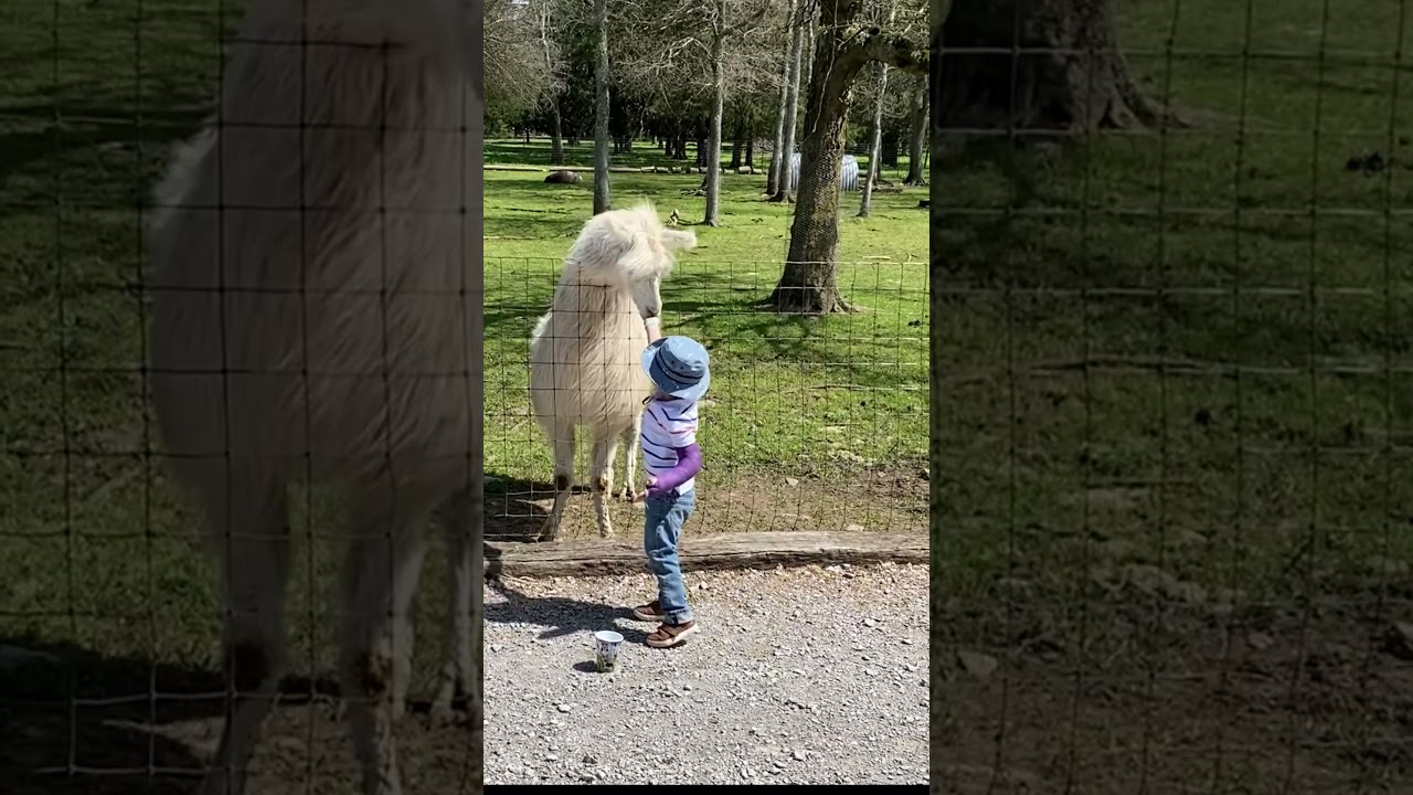 Petting Zoo | Family Fun #Shorts