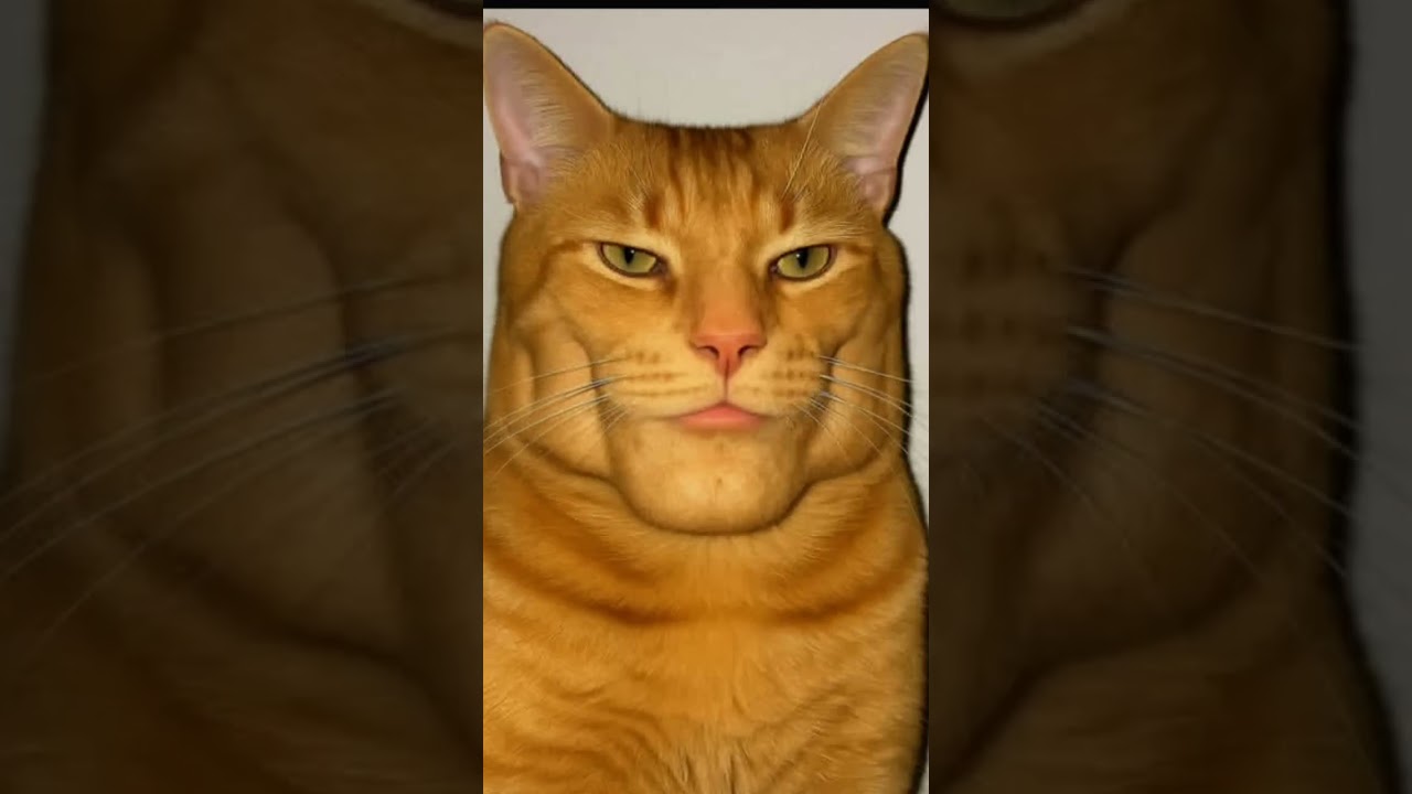 sigma 🐈😺 cat 😏 4K wallpaper