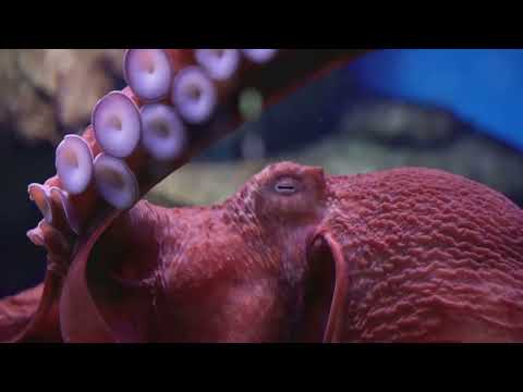 Mysteries in the Ocean - Giant Octopus