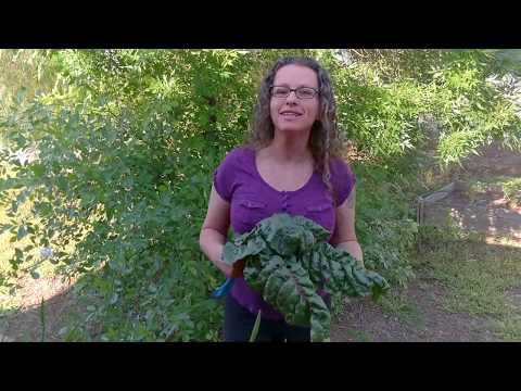 Heat Tolerant Lettuce Varieties