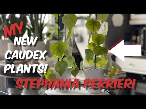 134: Stephania Erecta's Cousin, Stephania Perrieri | Info & How To Care For Climbing Rock Plant!