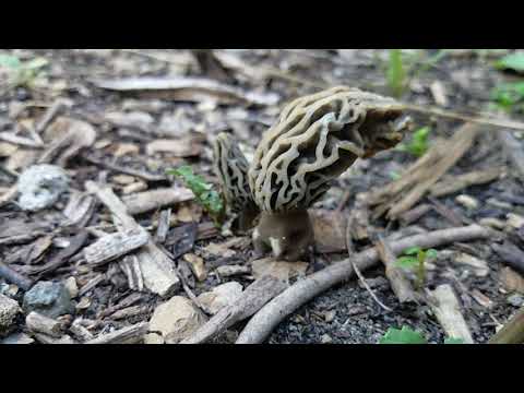 Morel Mushrooms in Southern California permaculture backyard