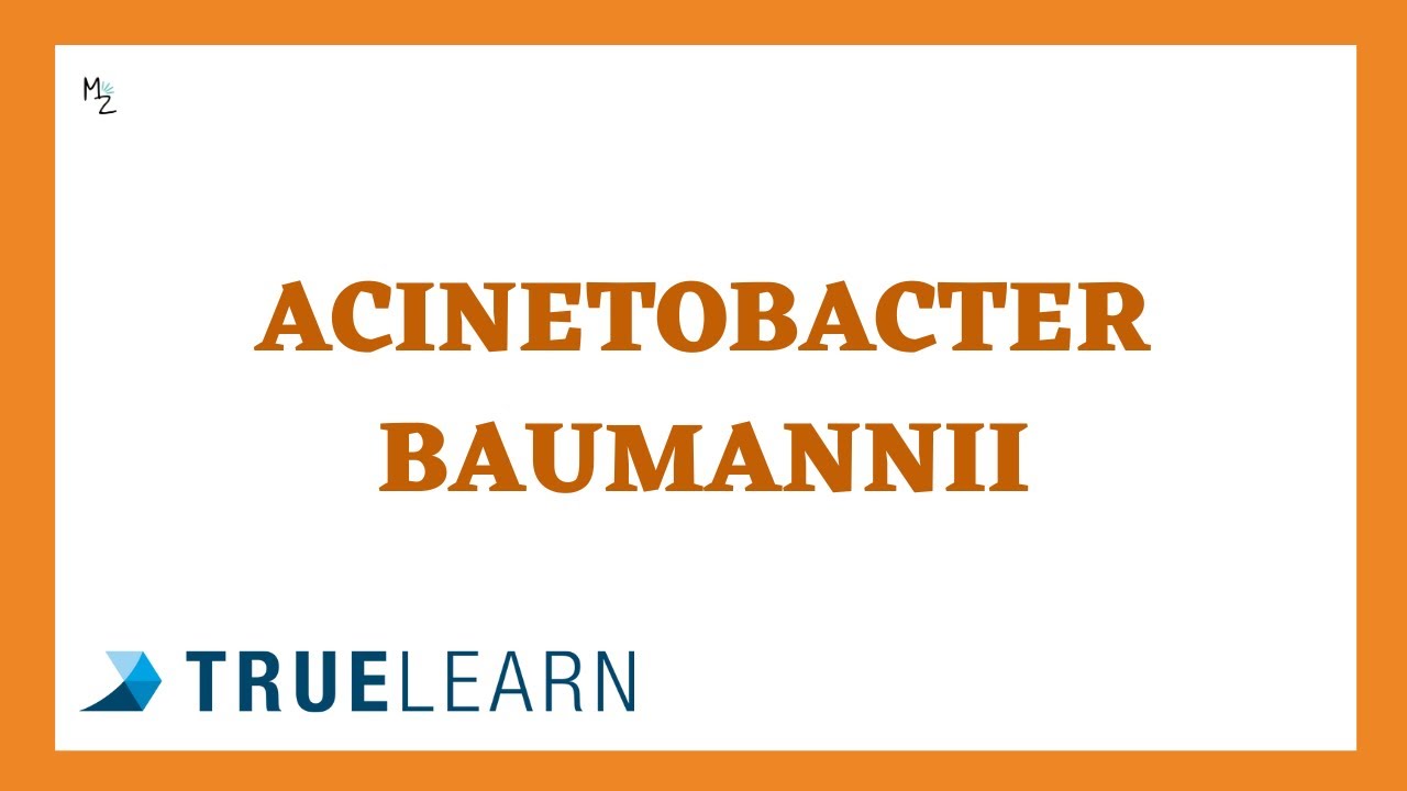 Acinetobacter baumannii symptoms, morphology, habitat, and more!!