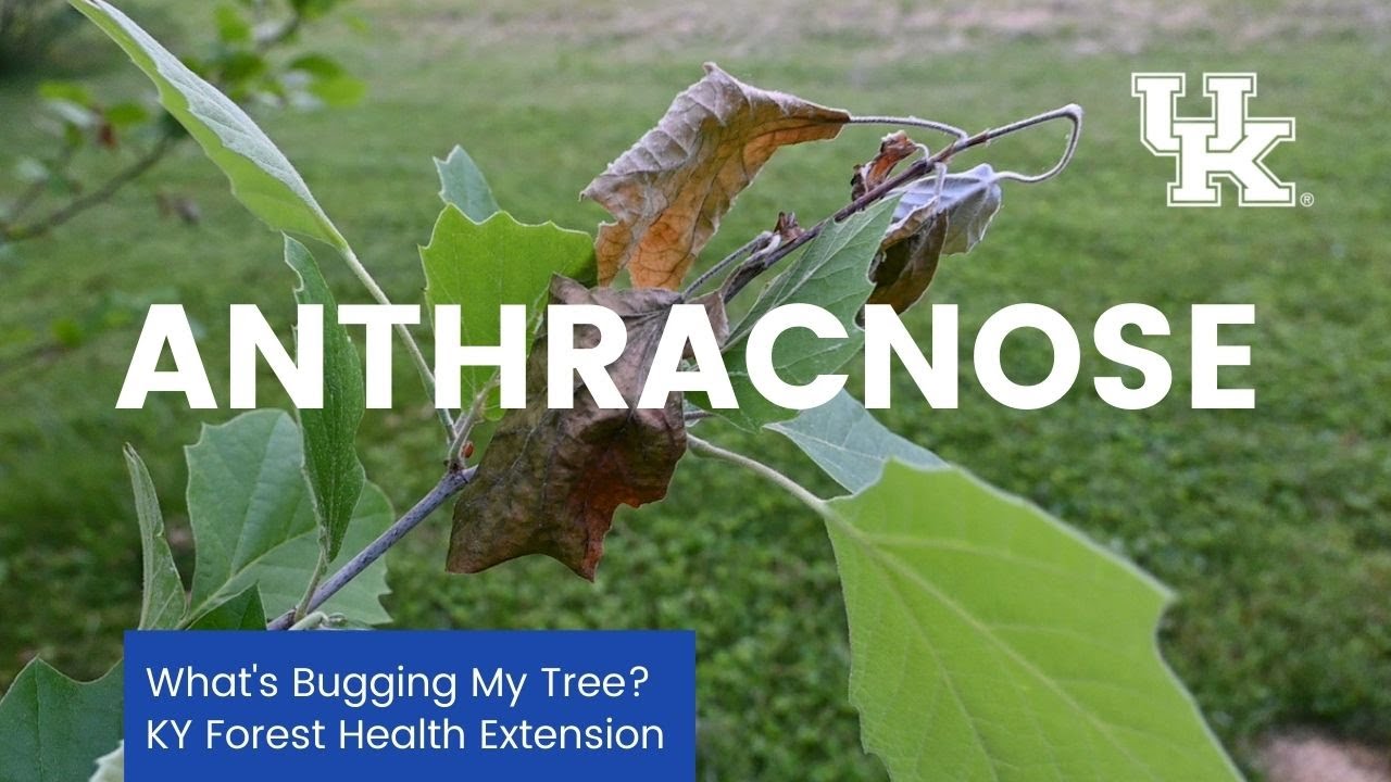 What's Bugging My Tree? Anthracnose