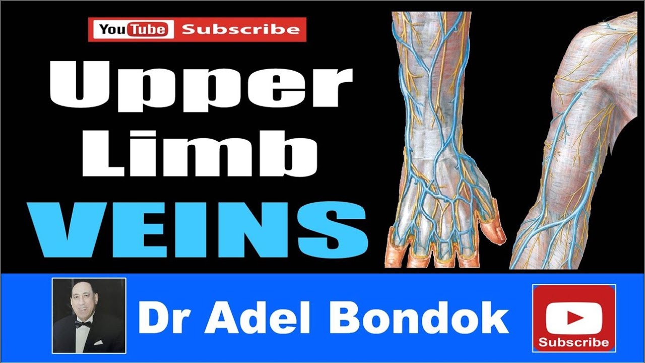 Upper Limb Veins, Dr Adel Bondok