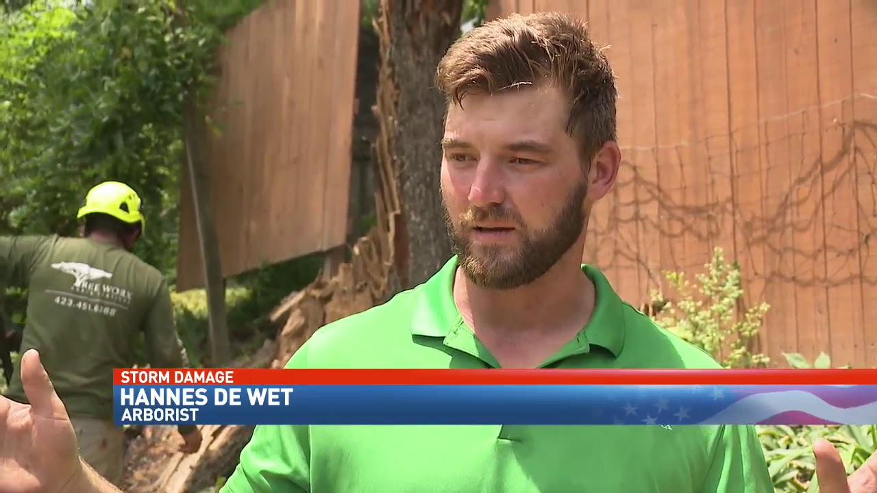 Chattanooga arborist shares tips to preventing storm damage caused by falling trees