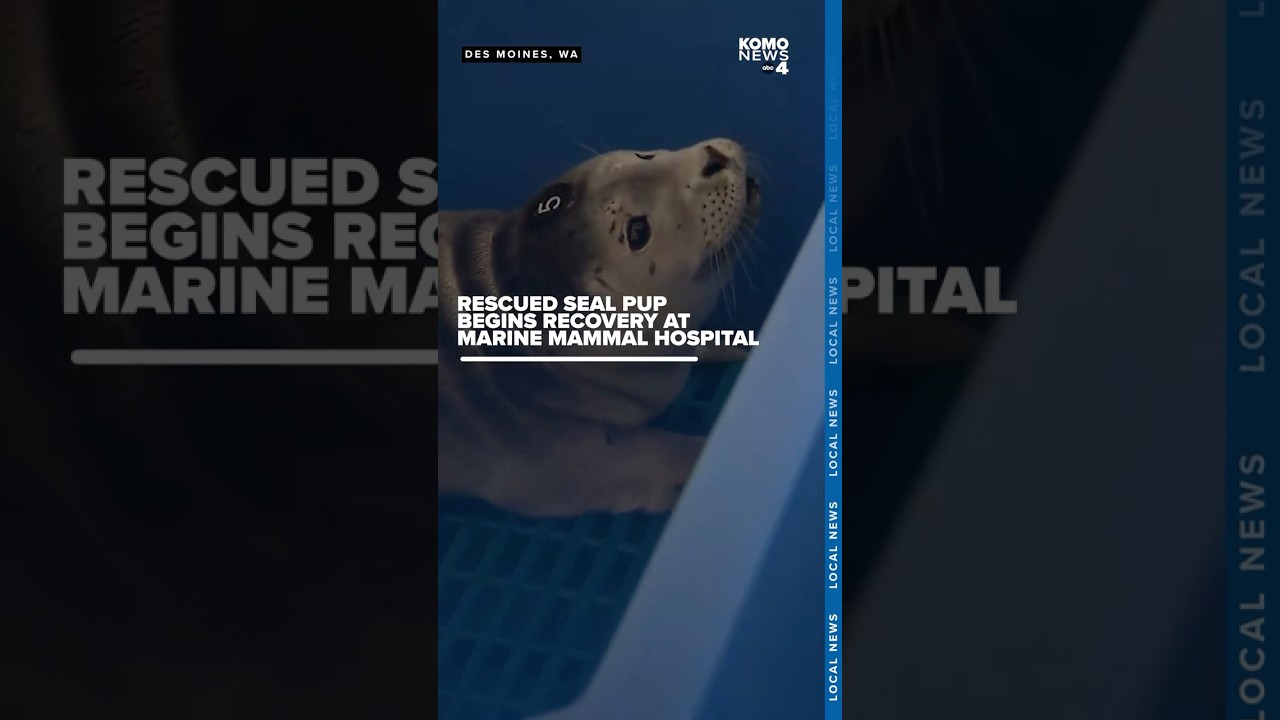 Rescued seal pup begins recovery at marine mammal hospital