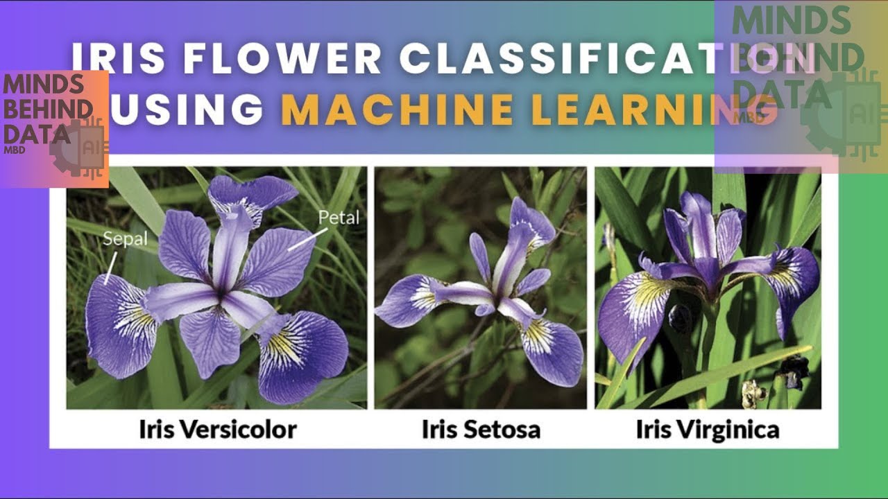 Iris Flower Classification | CodSoft Internship Project