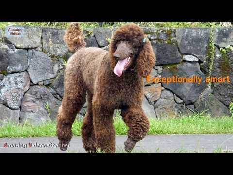 Top 10 Smartest Dog Breeds in the World