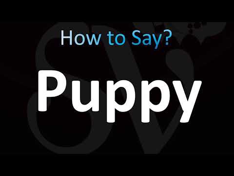 How to Pronounce Puppy (CORRECTLY!)