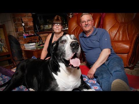This Giant Dog Weighs 210 Pounds | Animals-Pets | Before It's News