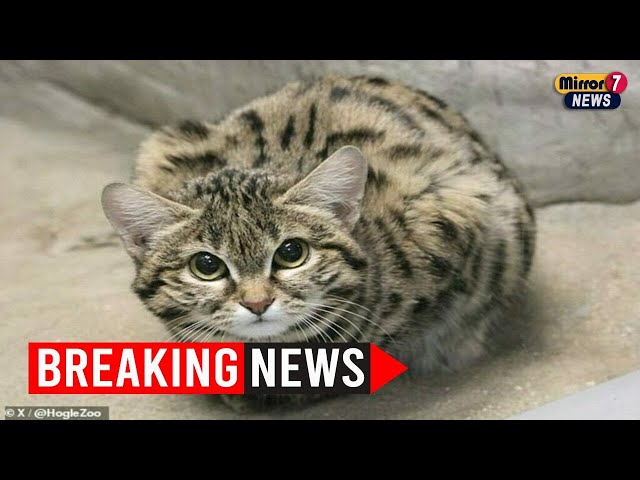 Why are black-footed cats dangerous? Origins of world's most dangerous ...