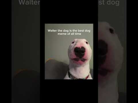 Best dog meme#shorts #dogs