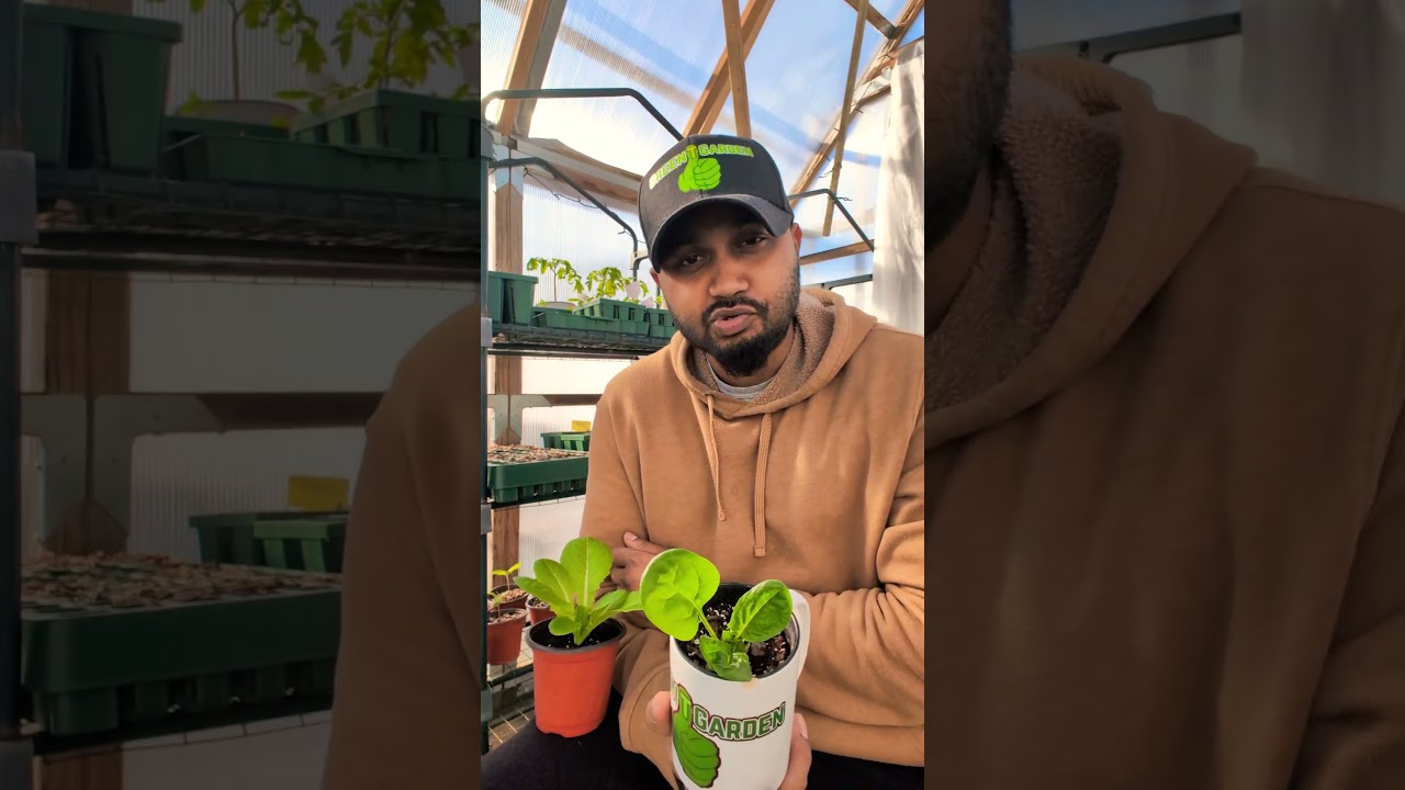 You don't need a Green Thumb 🌱 65k Subscribers #thankyou  #garden #motivation #subscribe