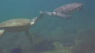 Sea Turtles Give Eachother A High Five