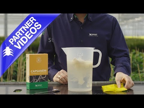 How to use Capsanem from Koppert Video | DoMyOwn.com