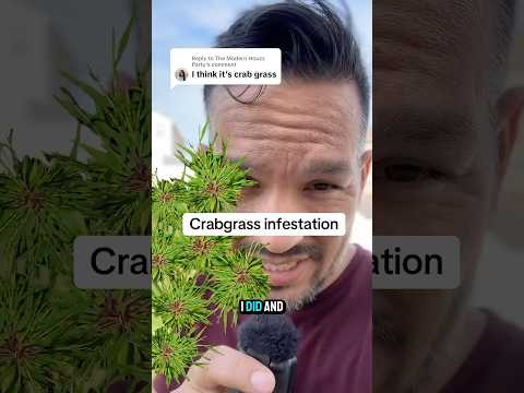 Three things I did to control a crabgrass infested lawn
