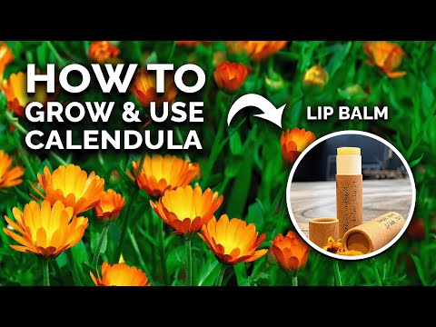 Calendula: The Flower You're Not Growing (But Should Be)