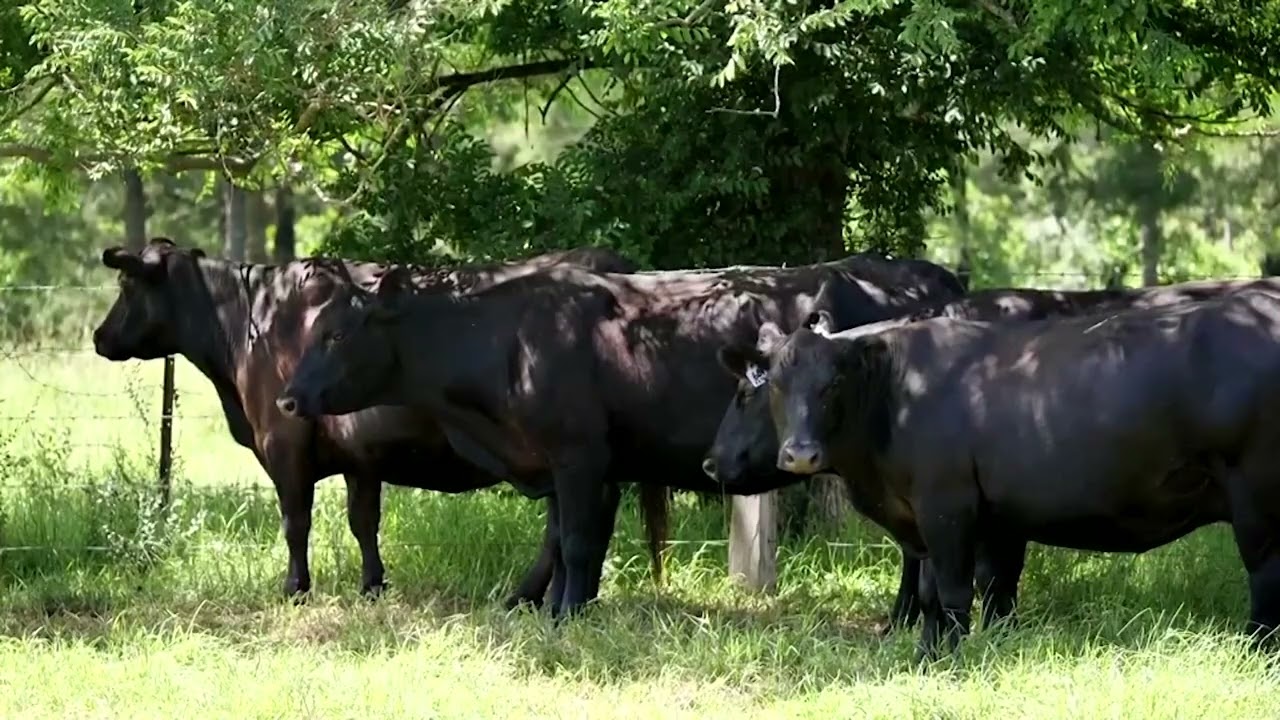 Meet Swagbot, the AI-powered robot cattle herder | REUTERS