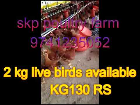 Aseel Chicks - Wholesale Price & Mandi Rate for Asil Chicks in India
