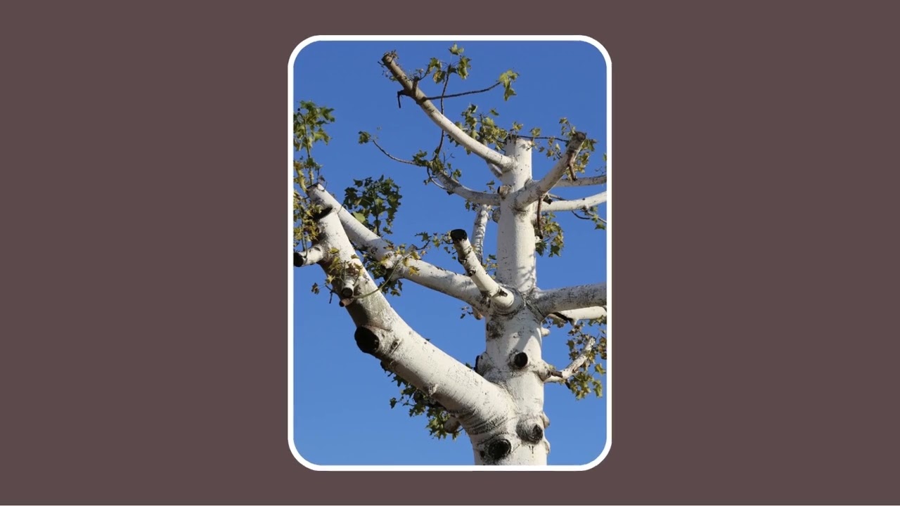 How topping hurts trees