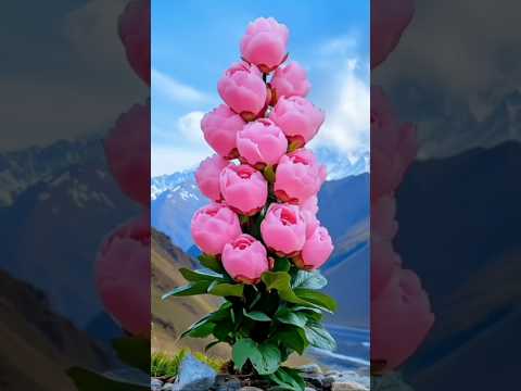 The Art of Rose Photography: Techniques for Captivating Floral Images