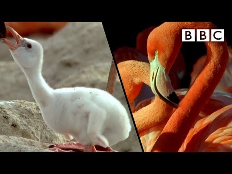 Flamingo Adaptations: A Fascinating Study for Primary School Students ...