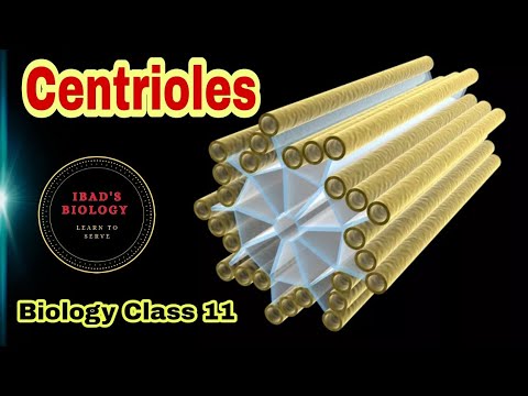 Centrioles | Cell structure and functions | Ibad Biology