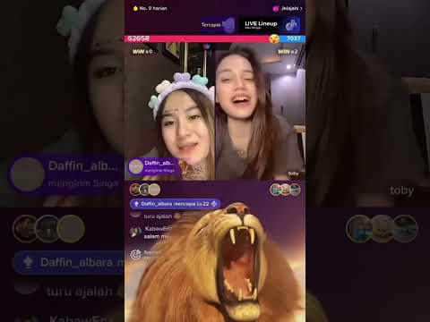 pk live, Detik-detik di gift 2 singa, oleh sultan tik tok.