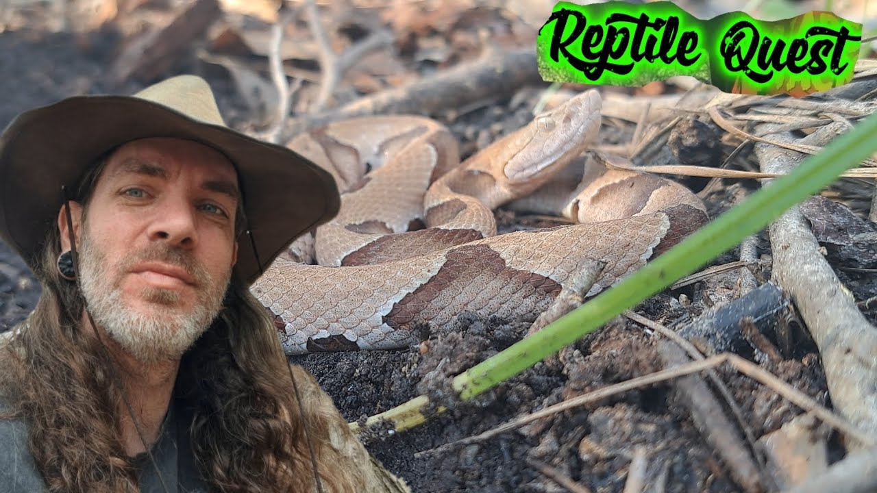 My first Copperhead of the year! Baby snakes! And lots of Turtles!