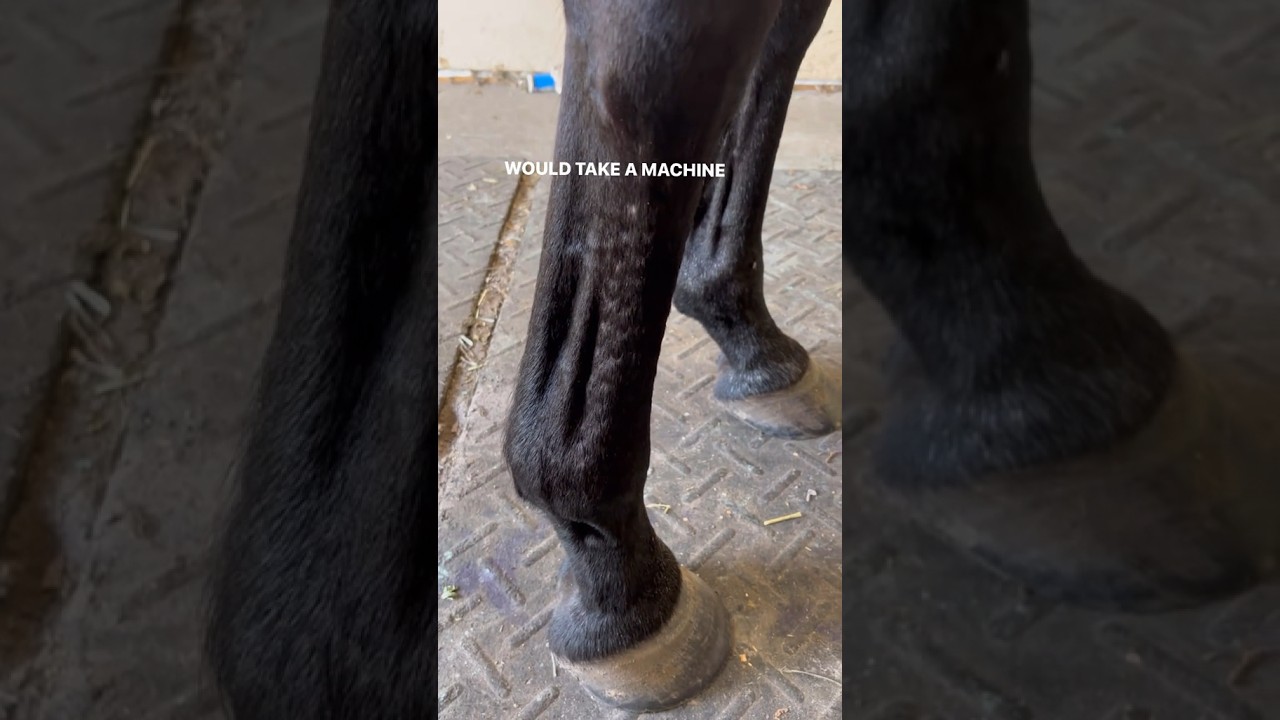 PINFIRING A HORSES LEGS!! THIS IS ILLEGAL NOW. 🐎 #horses #equinebodywork #racehorse