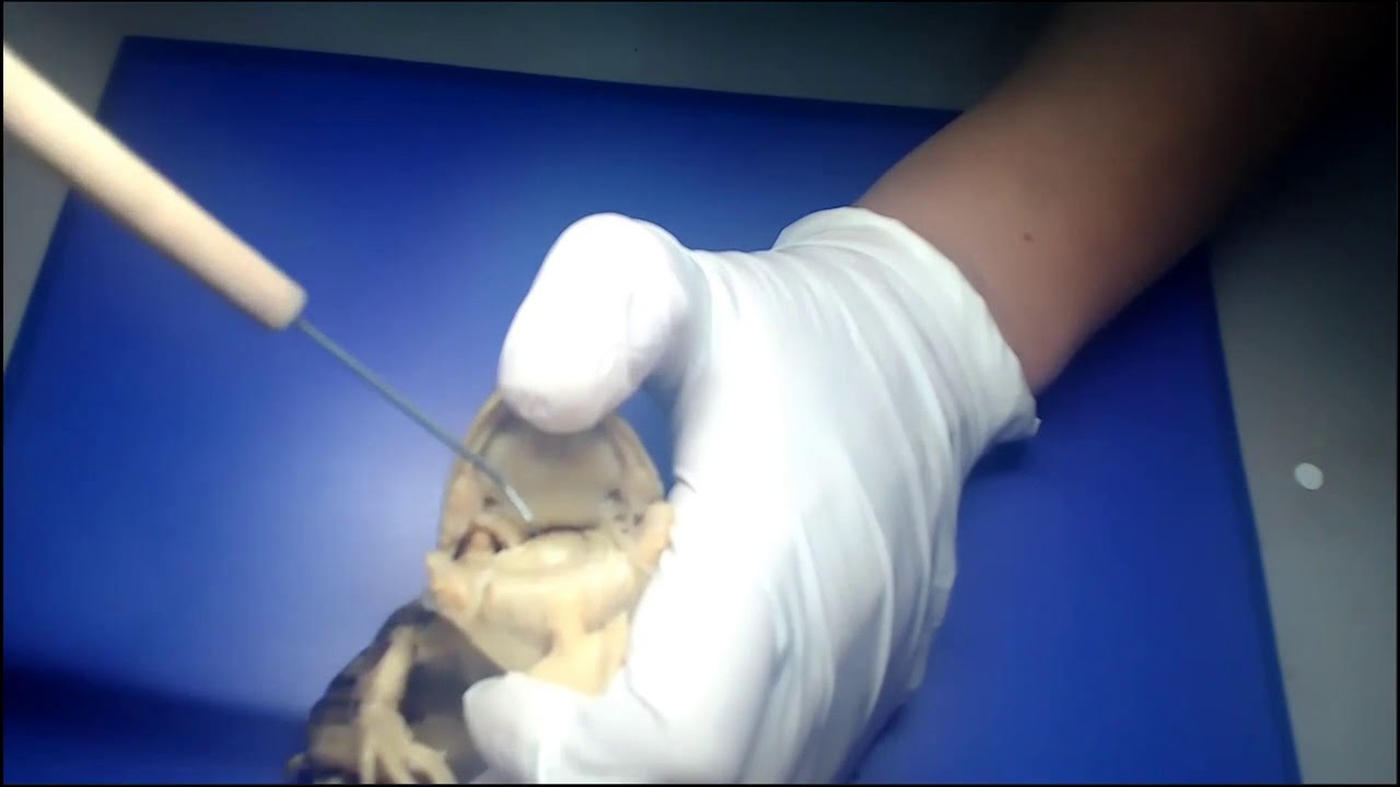 Frog Mouth Dissection