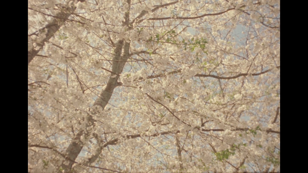 orchard dreams